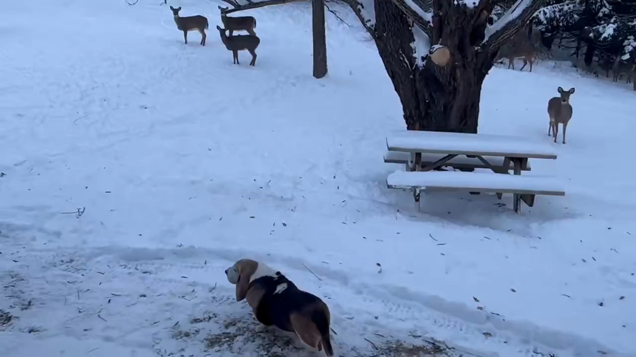 Beagle tries to herd deer in La Valle, Wisconsin, USA