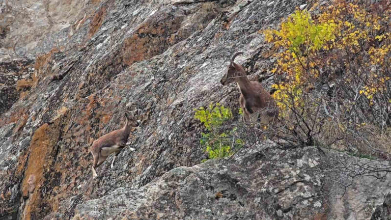 Dağ keçileri karayolu kenarına indi, görenler cep telefonlarına sarıldı