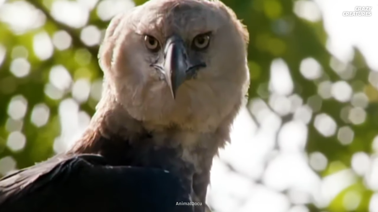 Scientists reveal why the harpy eagle sits at the top of the aerial ...