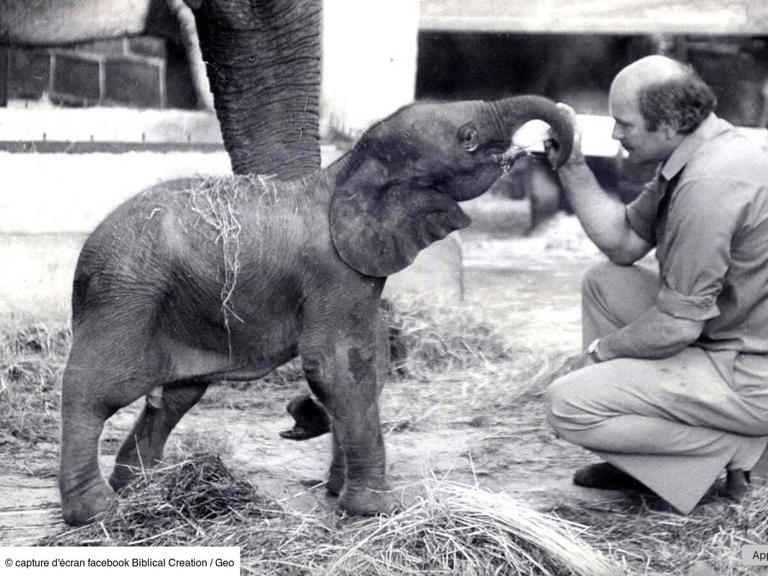 Motty, l'incroyable éléphant hybride à la destinée tragique