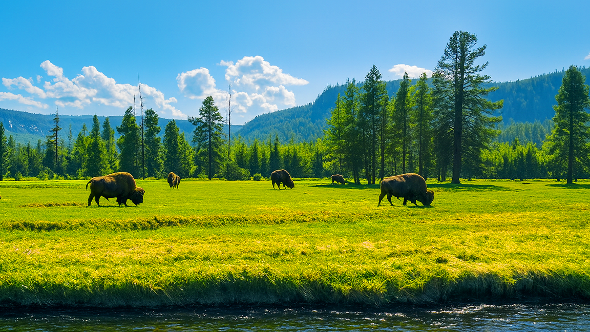 Wildlife van het Białowieża-bos vanuit de lucht