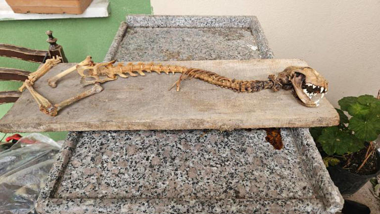 Ahırında 55 santimetrelik hayvan iskeleti buldu: İlk kez böyle bir şey ...