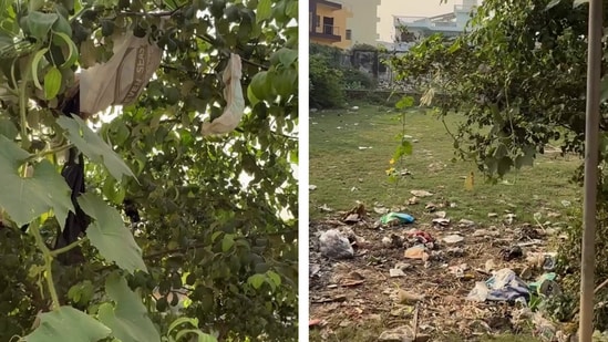 ‘Diaper tree’ in Varanasi shocks internet, raises questions about civic ...