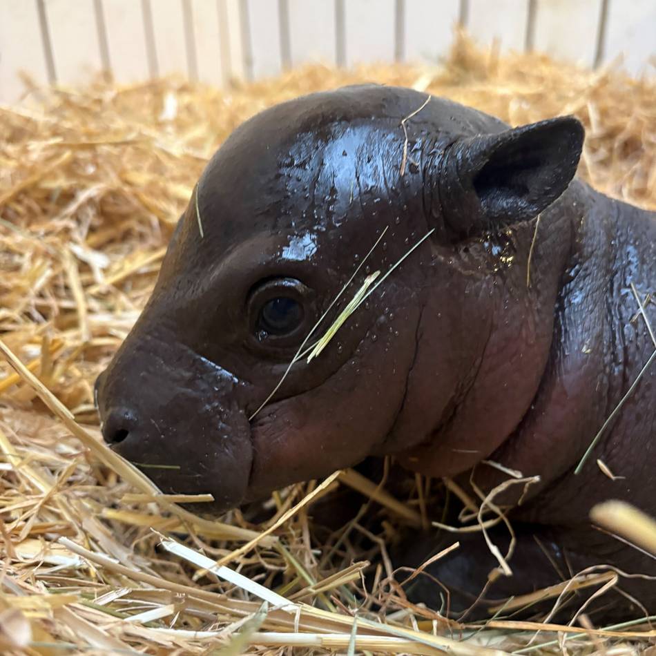 Mini-Hippo im Duisburger Zoo geboren