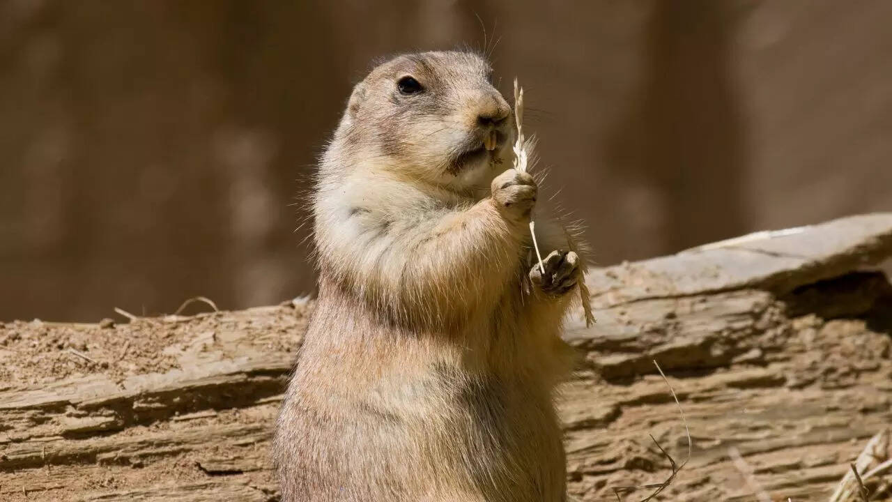 7 animals with misleading and deceiving names: Prairie dog, flying ...