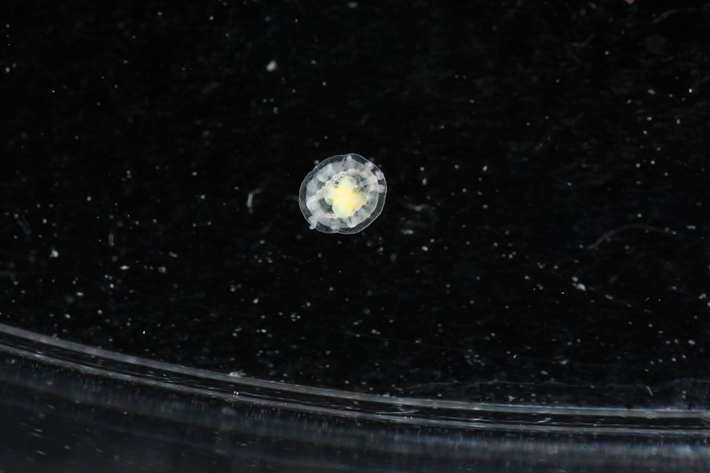 Meet the animal that can reverse ageing and start life over again