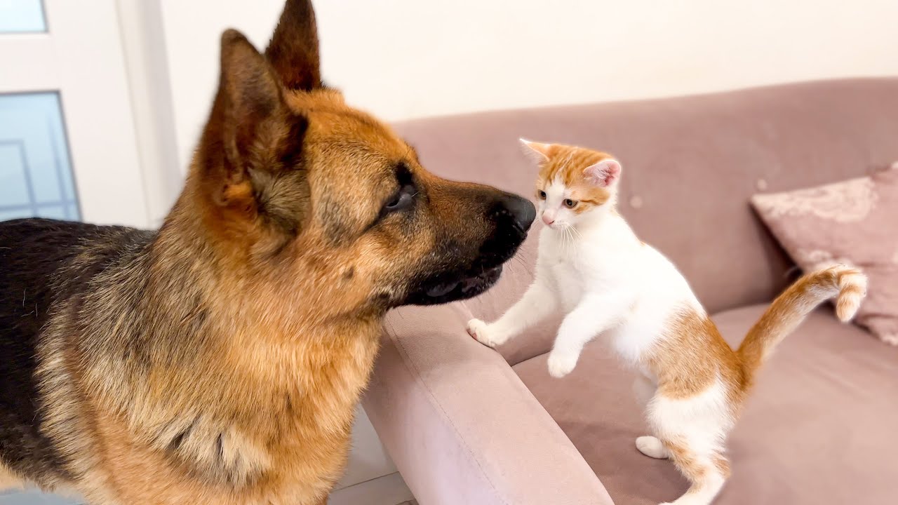 Funny Cat Playfully Attacks German Shepherd