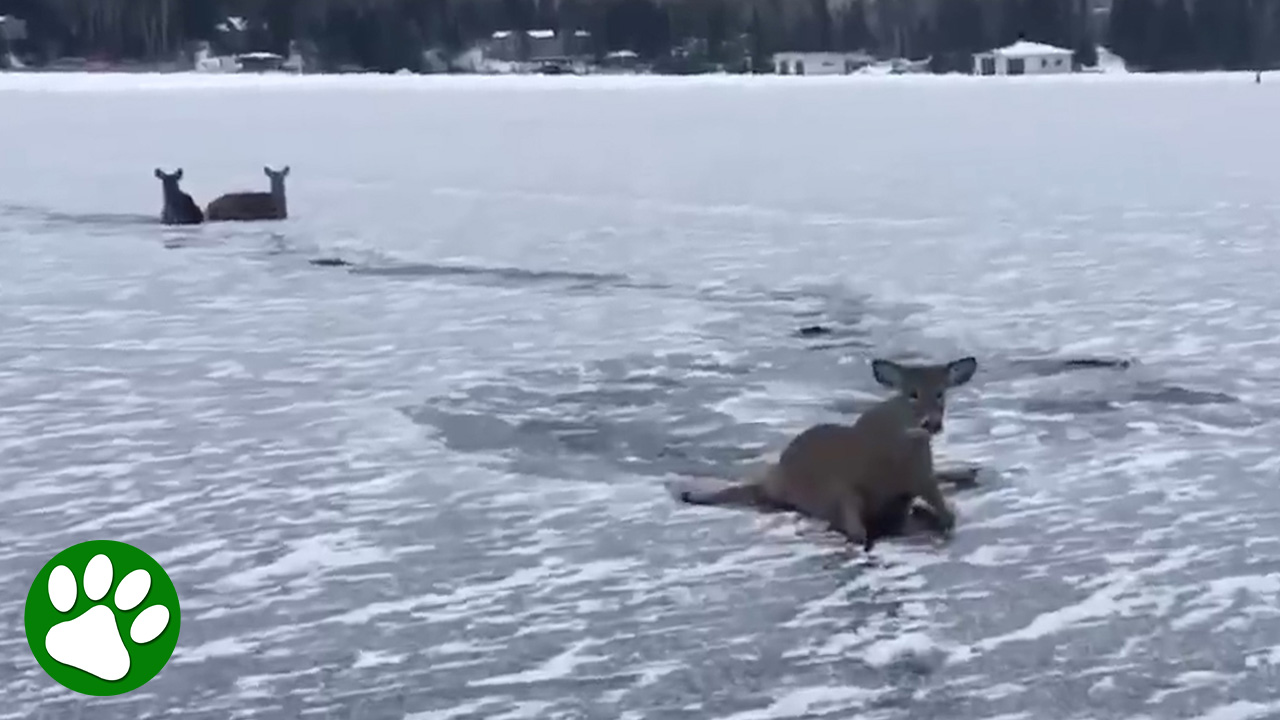 Ice Skater Saves Entire Family of Deer