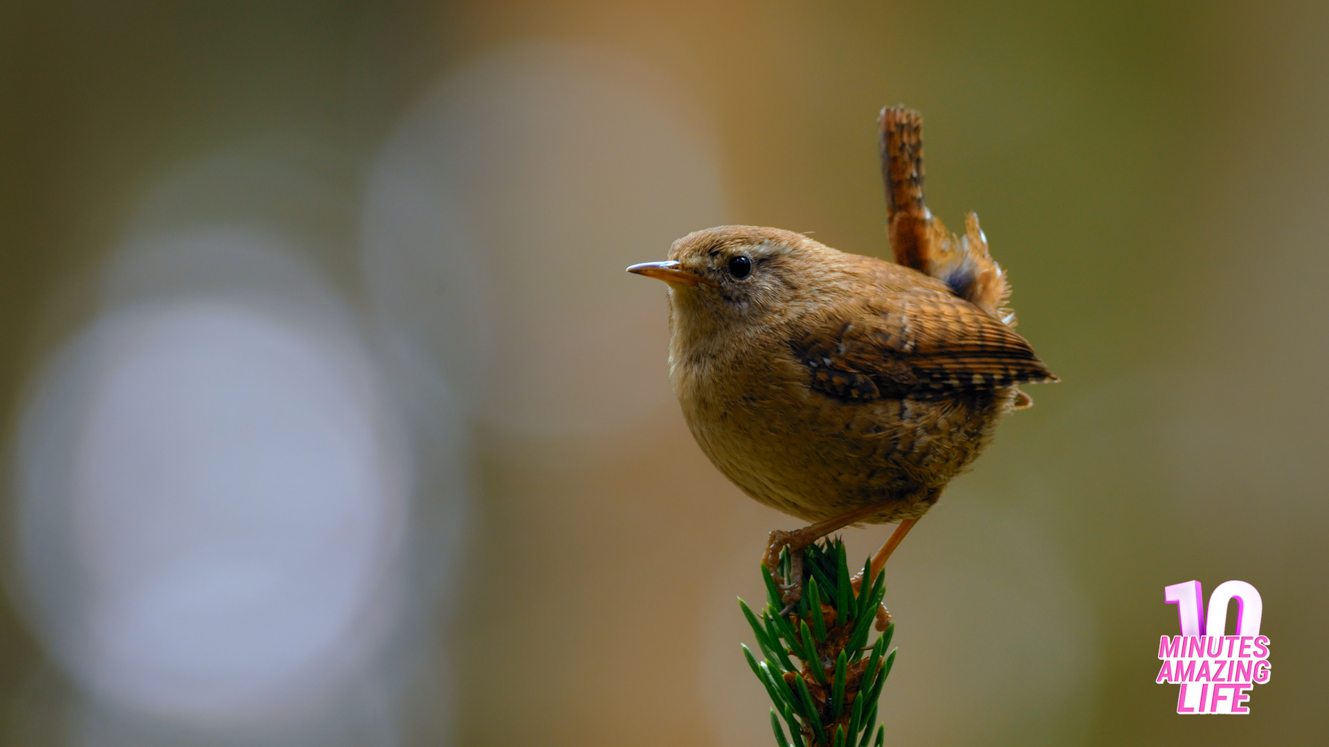 A Calm Moment With a Tiny Wren