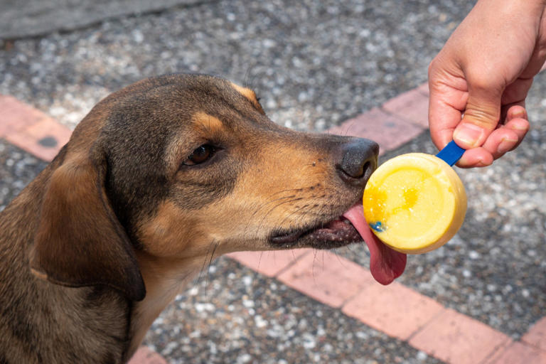 200+ Unique Brown Dog Names: Chocolate & Golden-Brown Pups