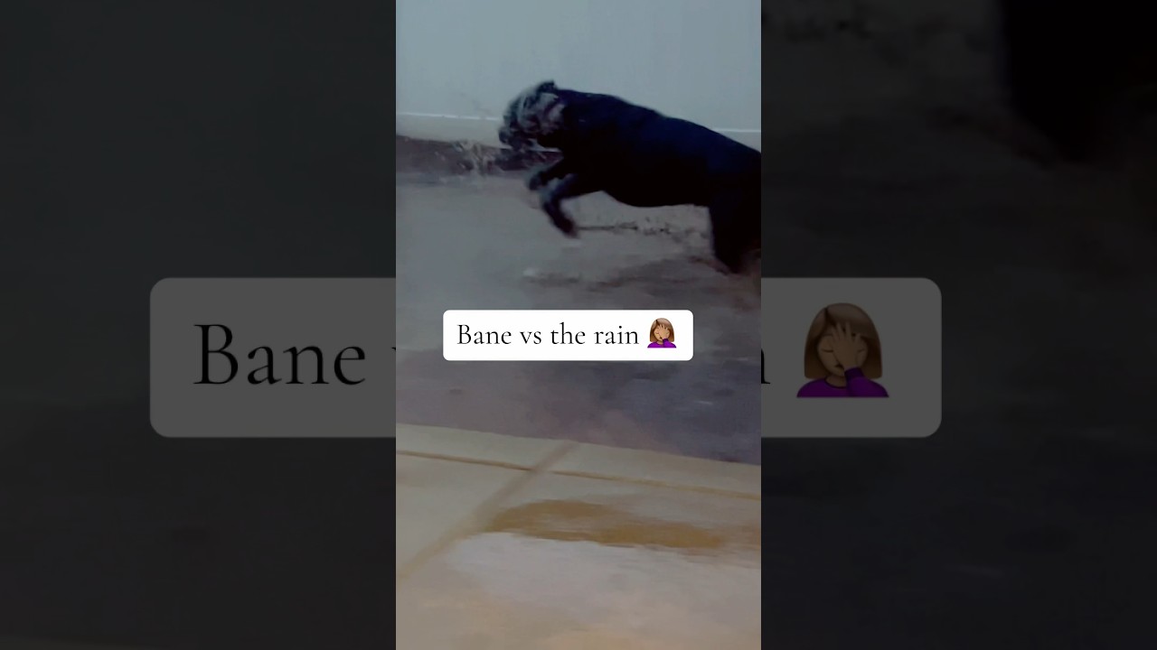 Dog risks it all chasing rain during a stormy adventure