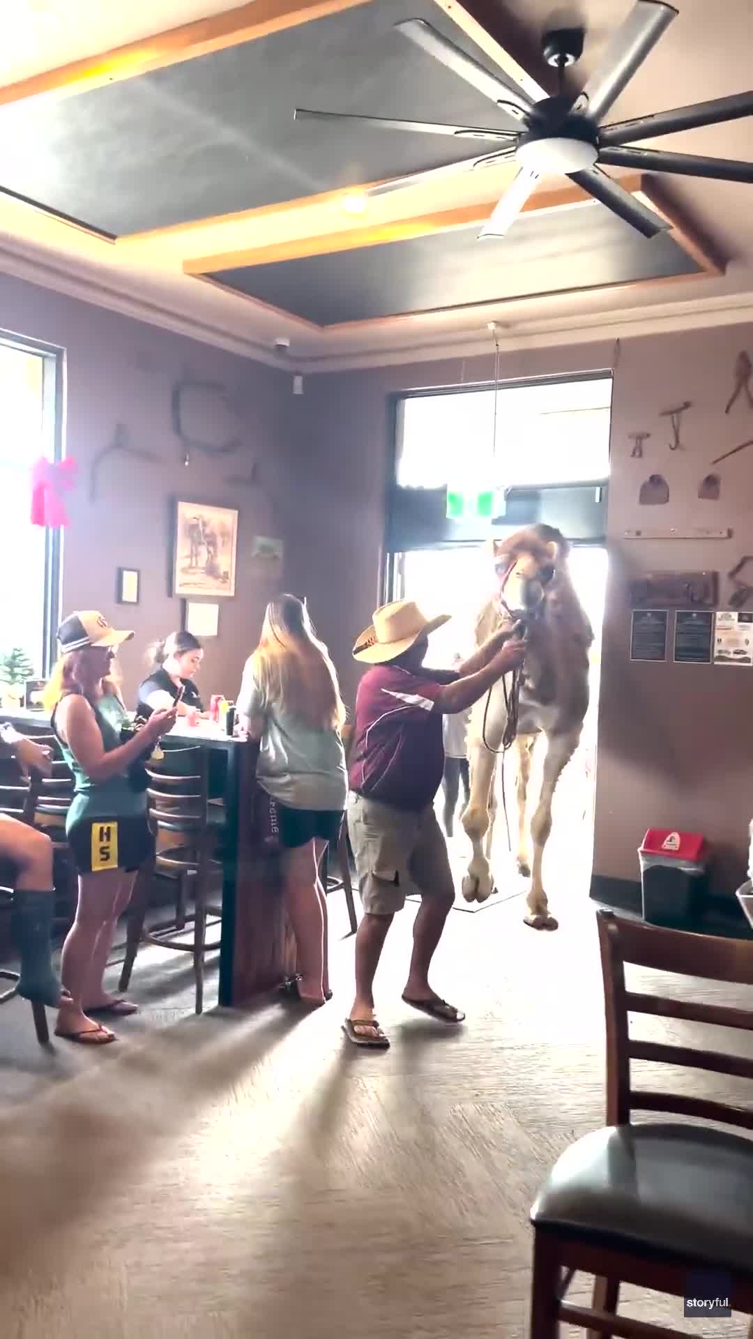 Only in Australia: Camel Hits the Pub and Helps Himself to a Cold One