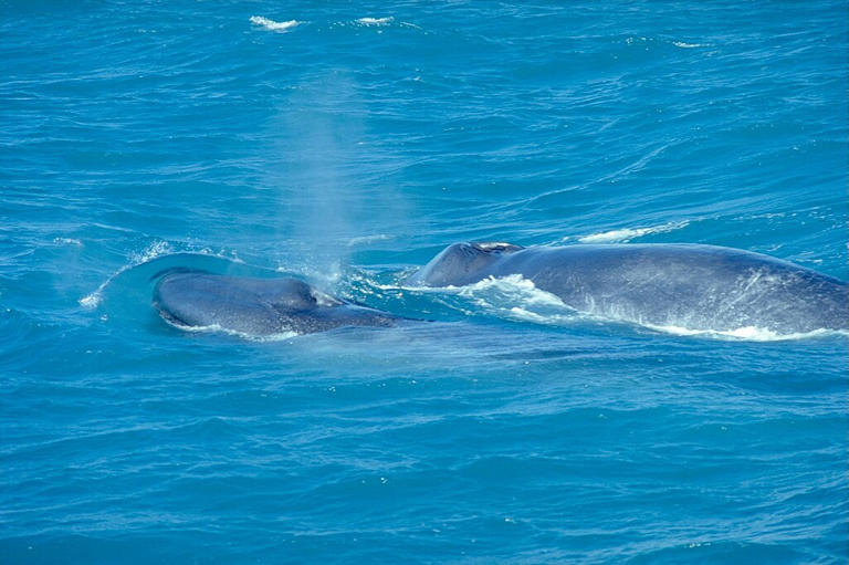 All About Blue Whales, the Largest Animal Ever to Exist on Earth
