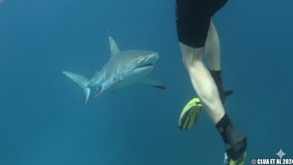 Why some sharks turn into repeat human attackers