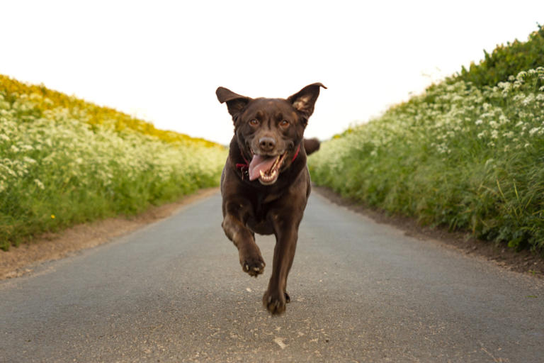 200+ Unique Brown Dog Names: Chocolate & Golden-Brown Pups