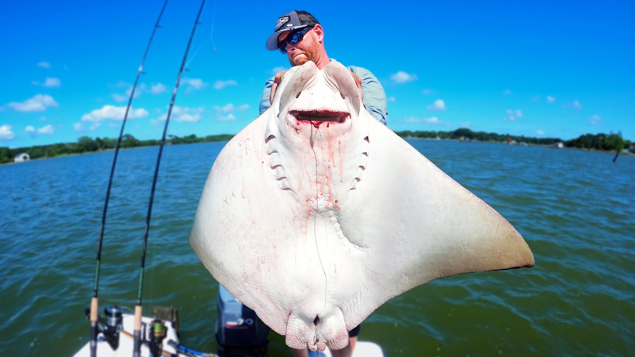How catching a cownose ray turns a calm day into chaos