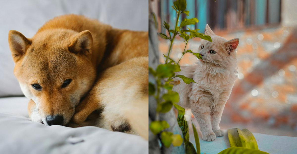 8 Dog Breeds That Act Like Cats And 6 Cat Breeds That Behave Like Dogs