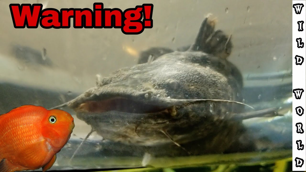 Never put this fish in your community tank