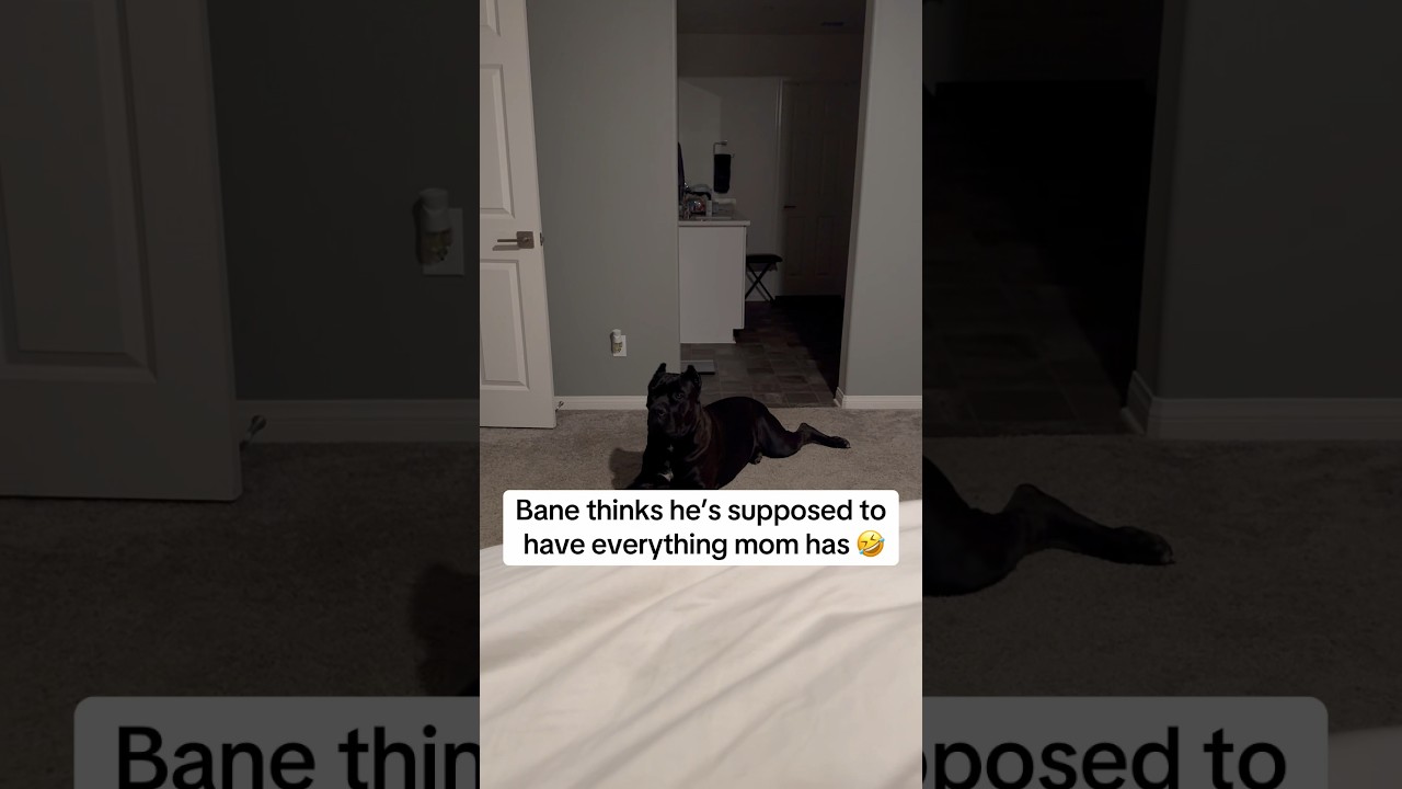 Mom can’t keep anything safe from dog at home