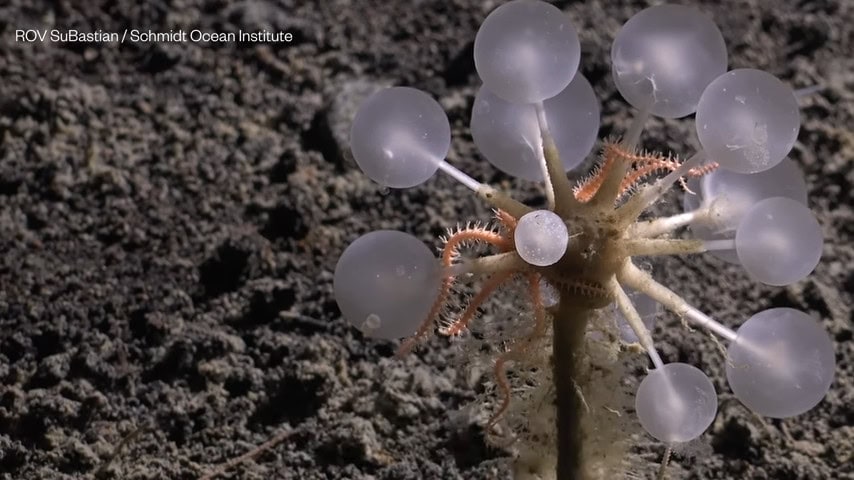Newly Found Death Ball Sponge Reveals a Hidden World of Deep-Sea Species