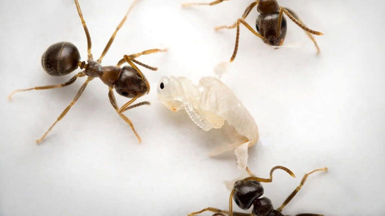 Ant babies sacrifice themselves to save their colony and future generations
