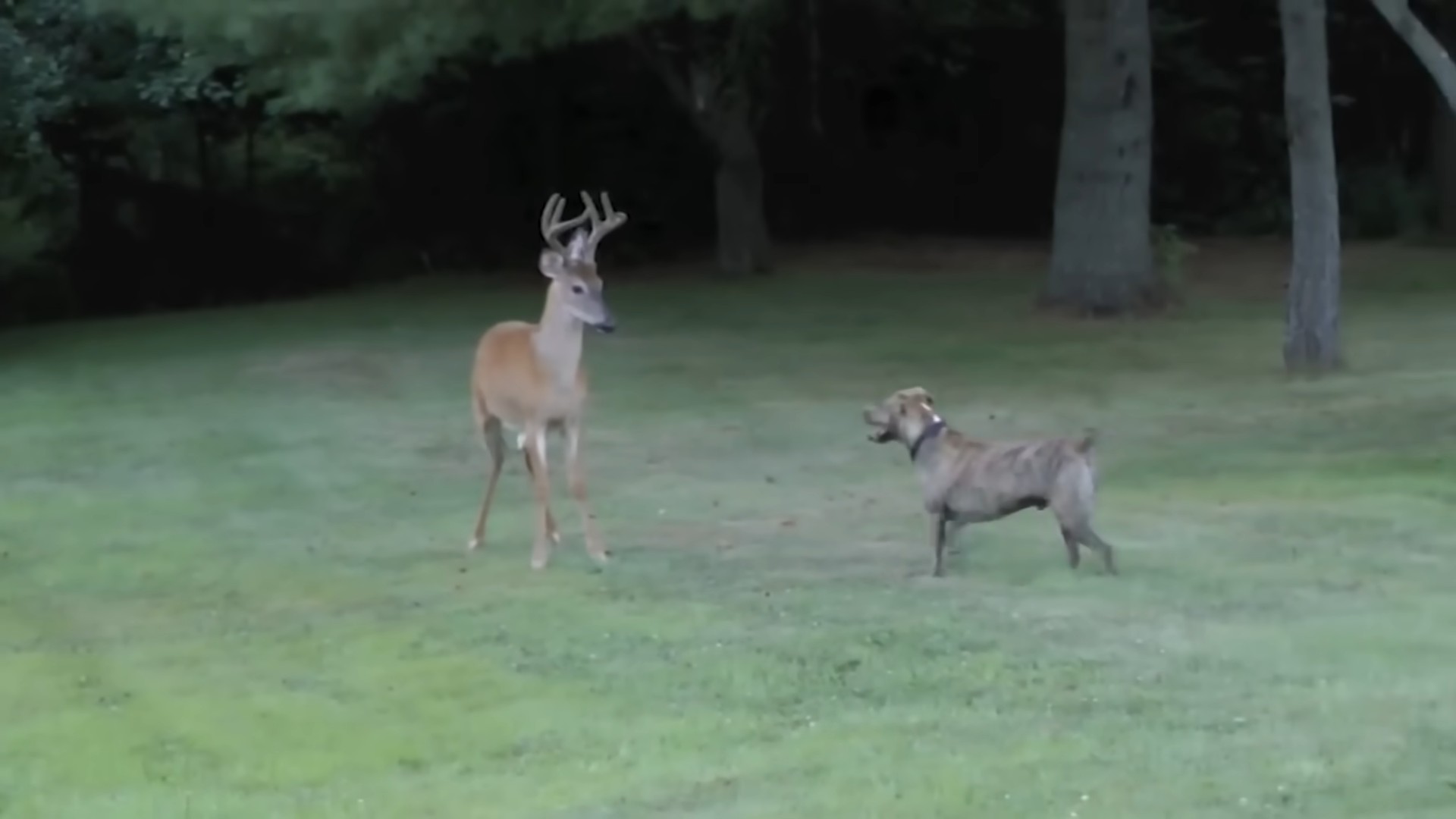 How Animals Master the Four Fighting Styles of the Wild