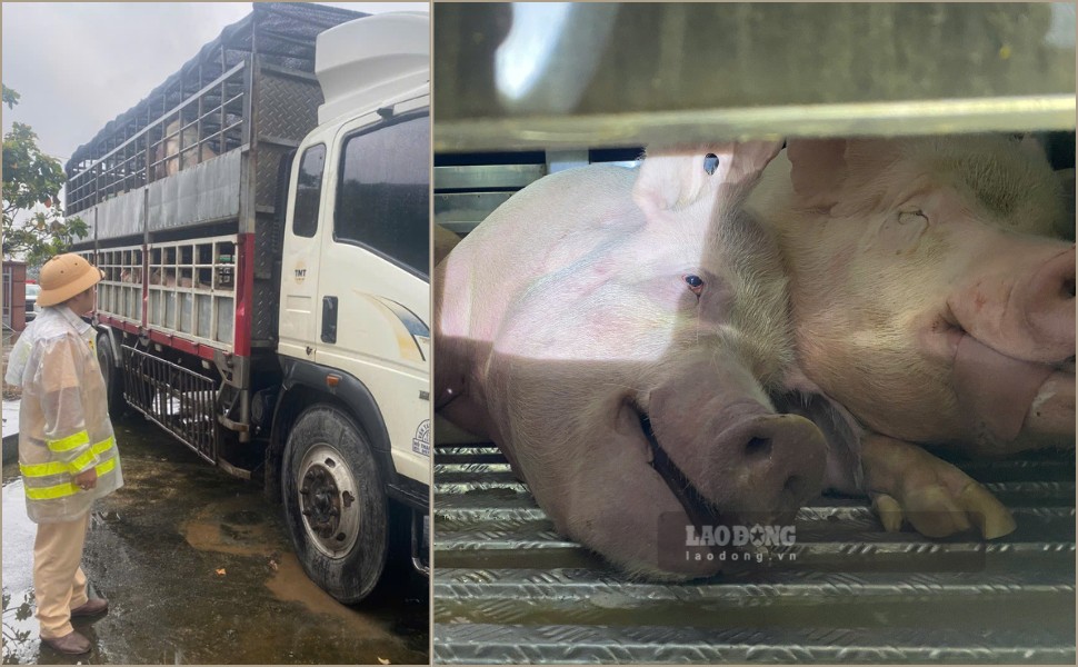 Gia Lai bắt giữ 2 xe tải chở heo nghi nhiễm bệnh