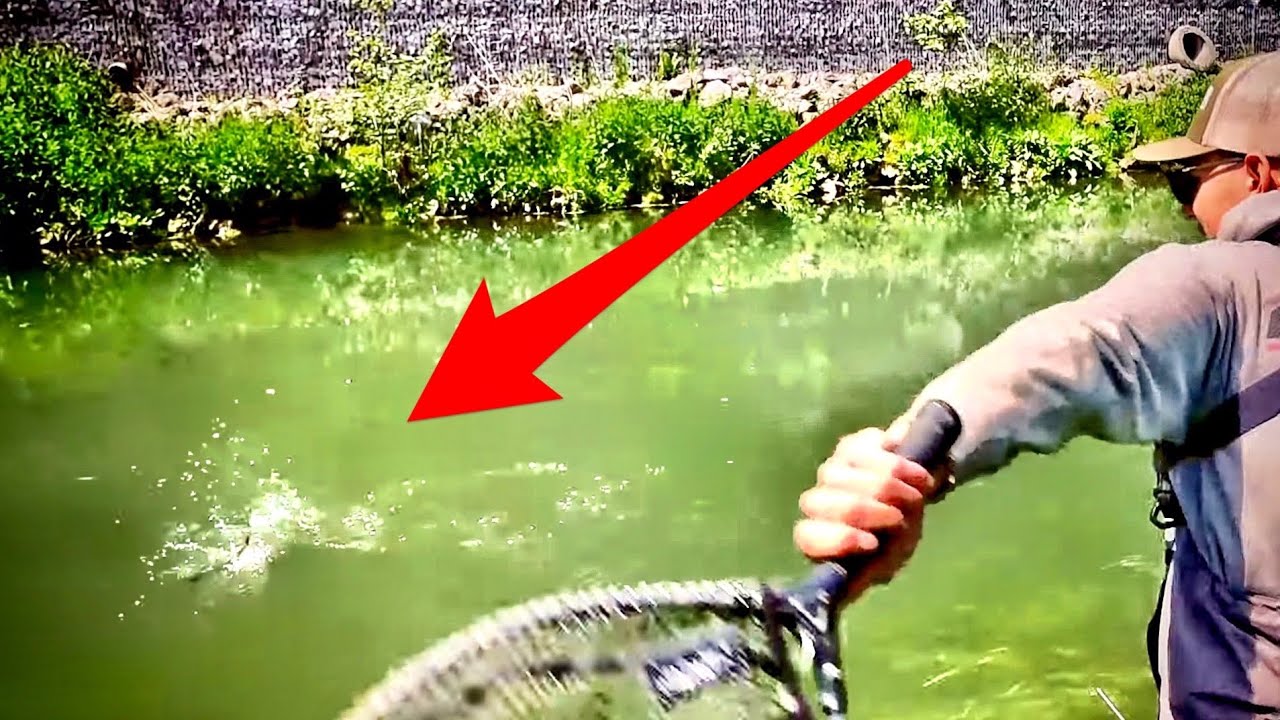 Der größte Fisch im Bach !?! (inklusive krassem Fangen & Kochen)