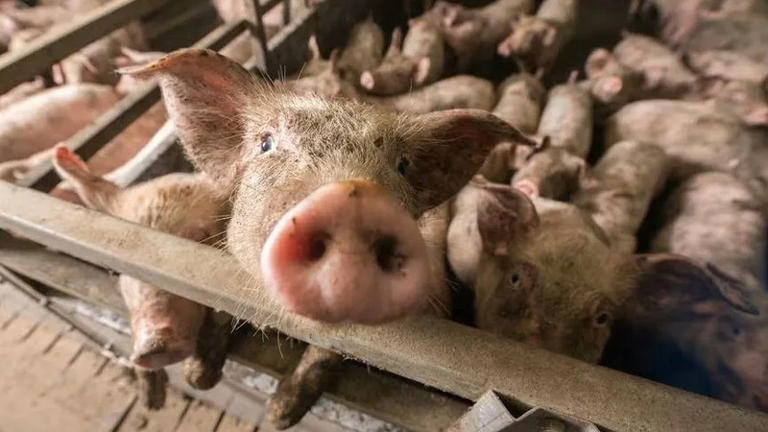 Animal factory farming shortens the human lifespan by almost two years ...
