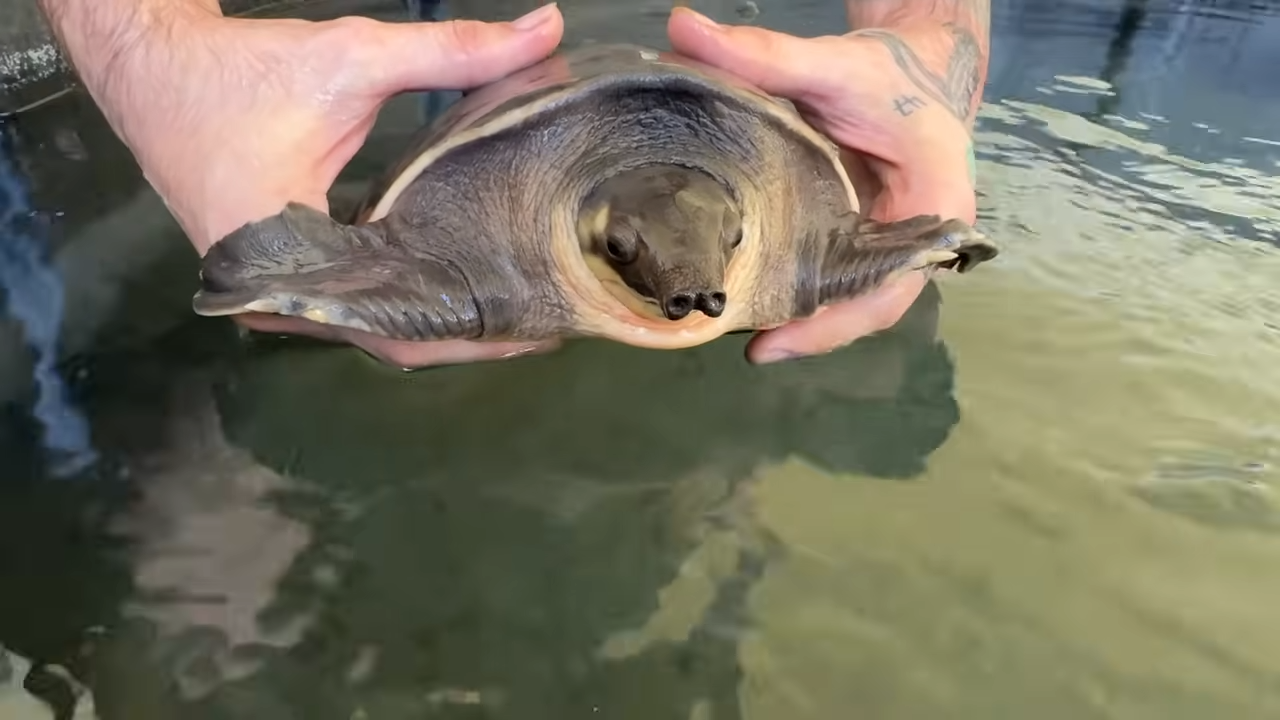 The tense process of feeding dozens of venomous snakes and lizards