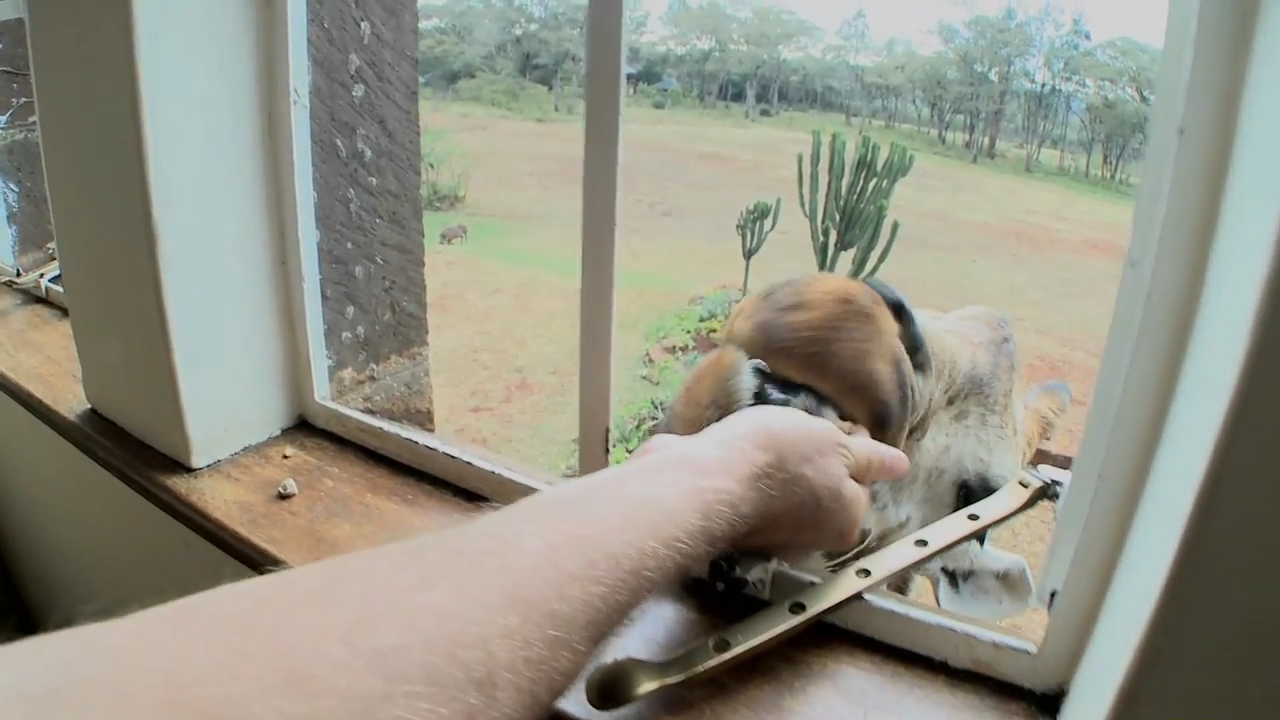 Three popular animals with a secretly aggressive streak