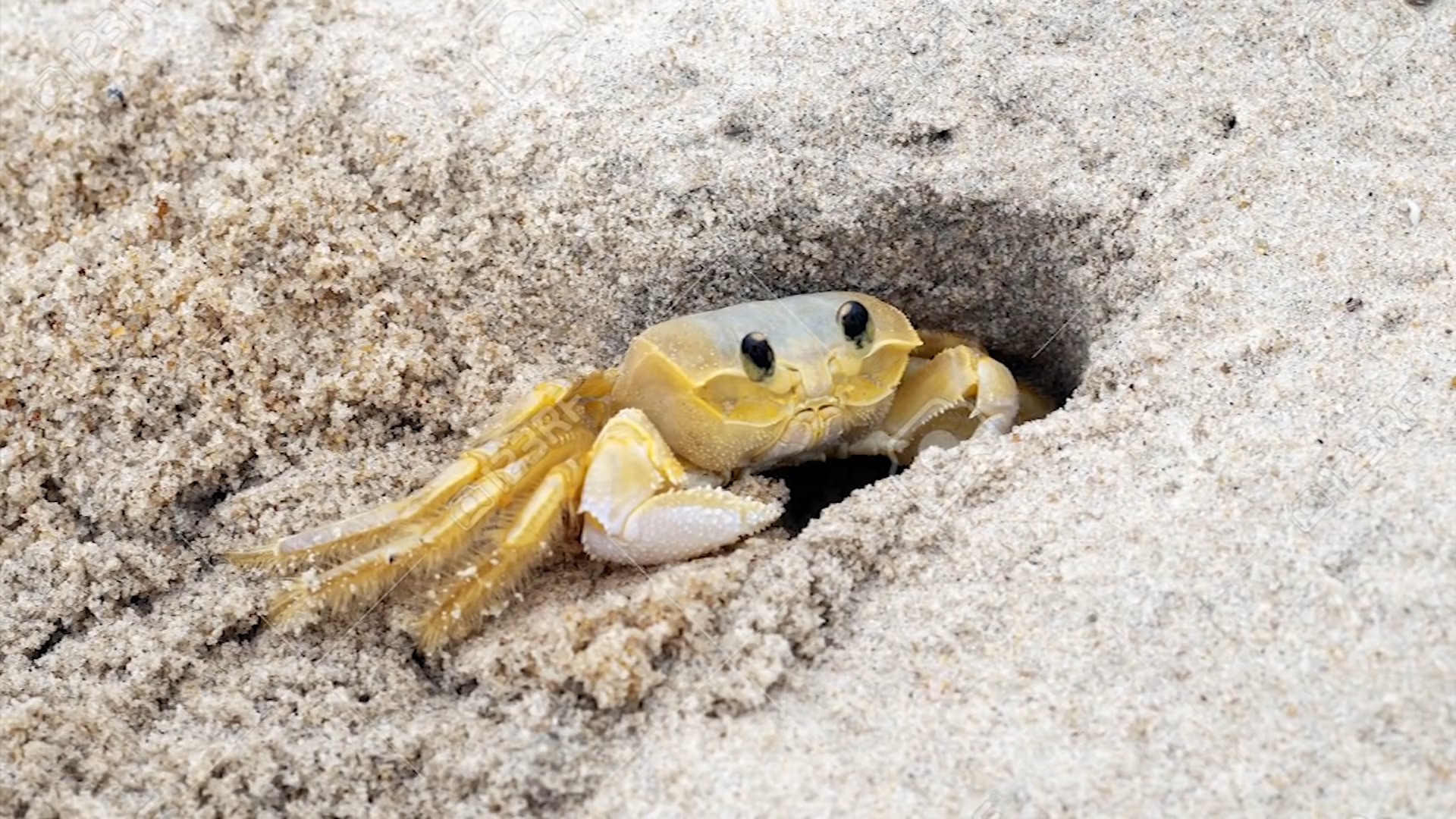 The Secret to Crustacean Dominance: How Evolution Min-Maxed the Ocean
