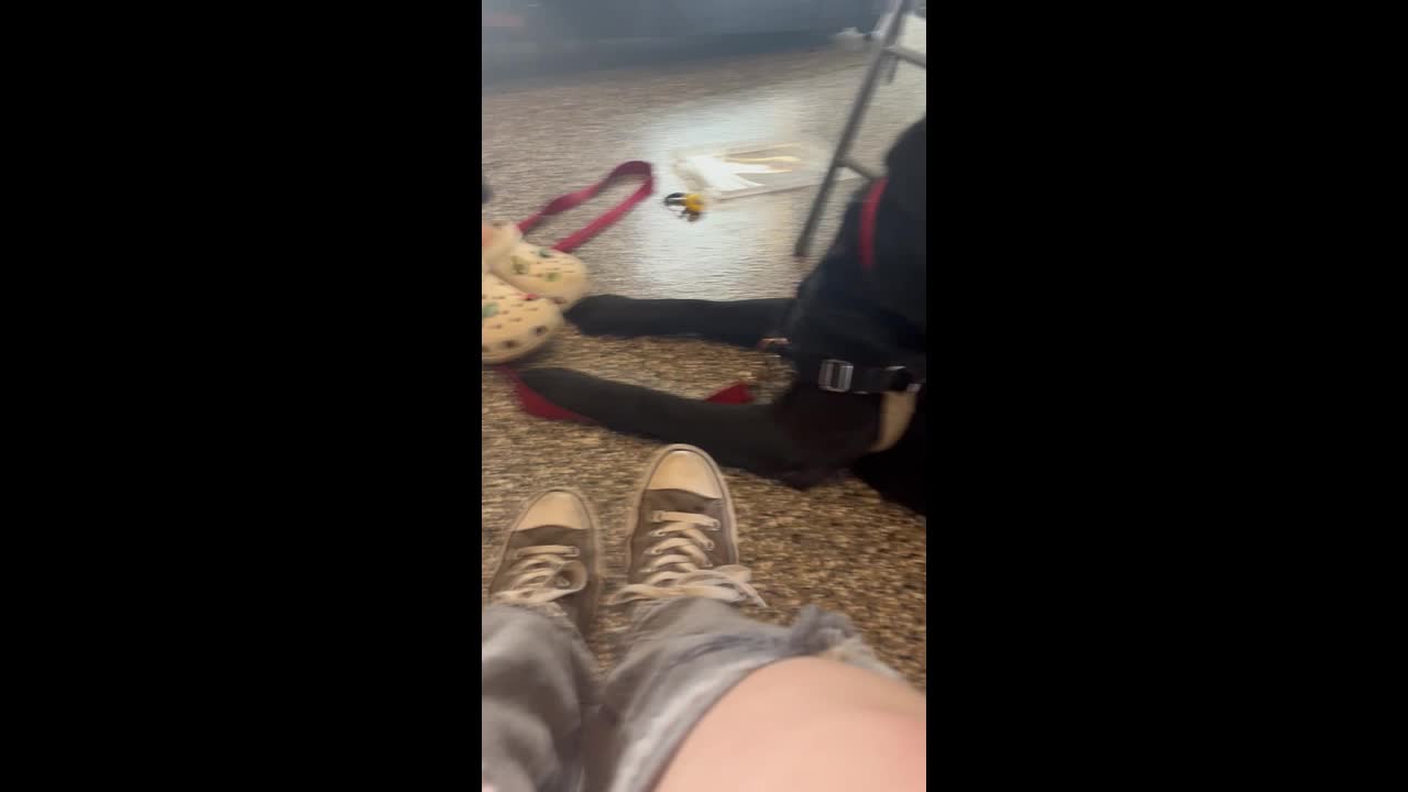 Annoyed dog hilariously stops owner from tapping feet in West Virginia
