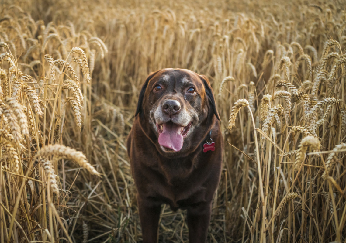 200+ Unique Brown Dog Names: Chocolate & Golden-Brown Pups