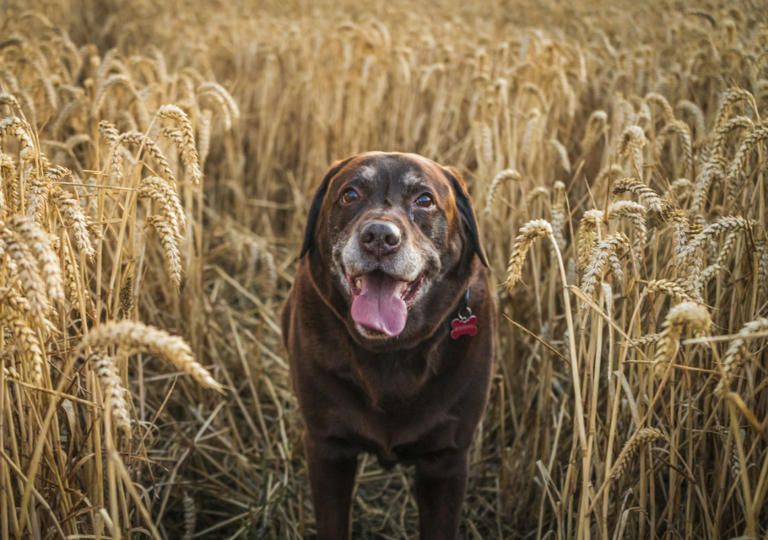 200+ Unique Brown Dog Names: Chocolate & Golden-Brown Pups