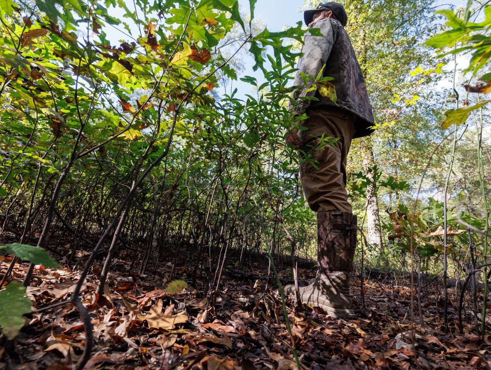Arkansas Game and Fish Commission says red oaks making comeback in ...
