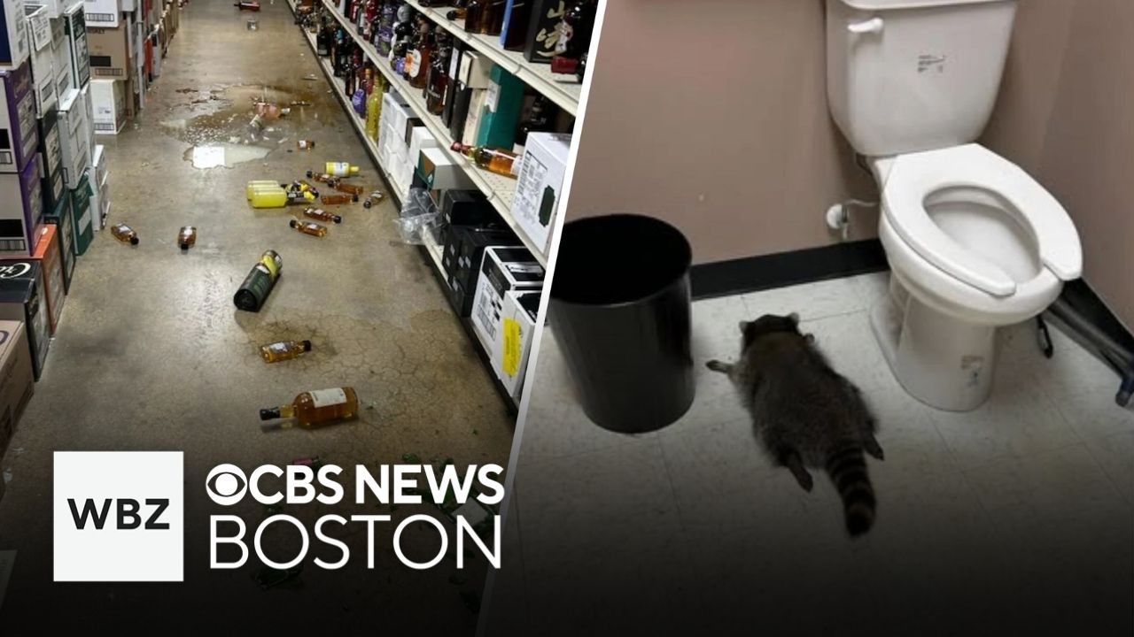 Raccoon passed out on liquor store bathroom floor after drunken rampage ...