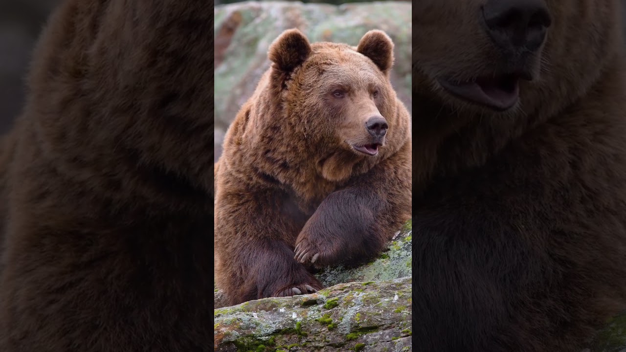 Giant brown bear wanders through the beautiful and wild forest