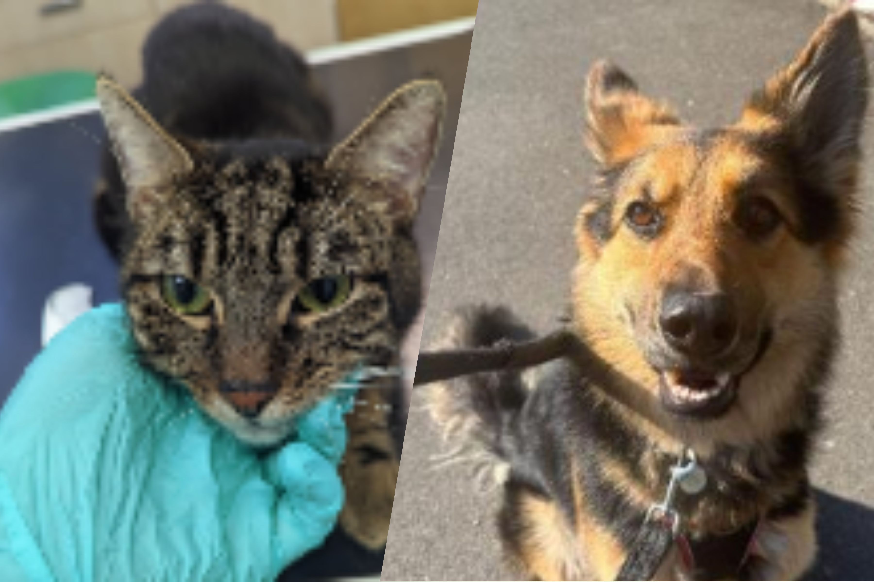 Pet neglect in South Yorkshire on the rise as RSPCA warns 'animals are ...