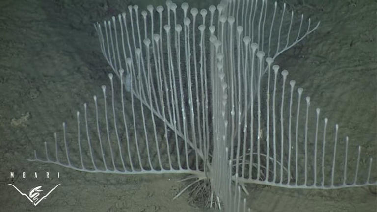 Newly Found Death Ball Sponge Reveals a Hidden World of Deep-Sea Species
