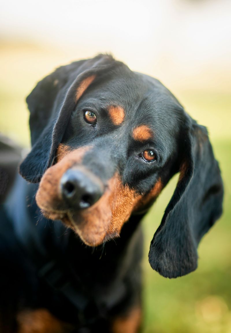10 Most Common Misunderstood Pet Behaviours And What They Actually Mean