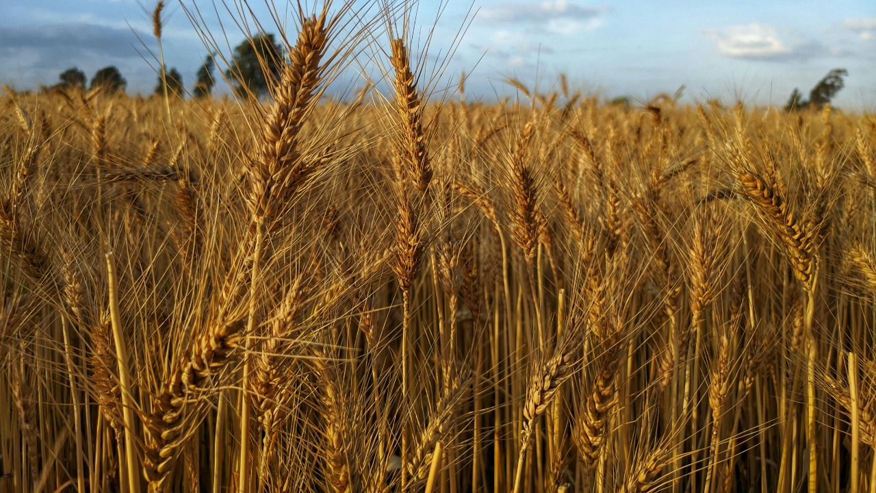 Self-fertilizing wheat could flip modern agriculture