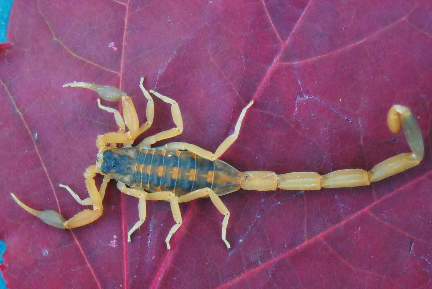 10 venomous animals that can kill surprisingly fast