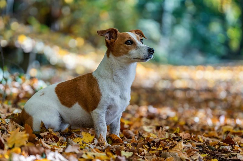 11 Dog Breeds That Naturally Help Keep Snakes Away
