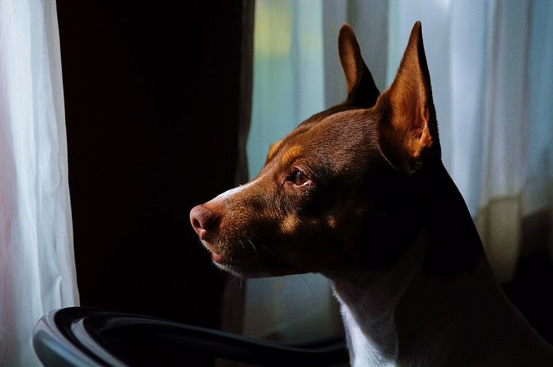 11 Dog Breeds That Naturally Help Keep Snakes Away