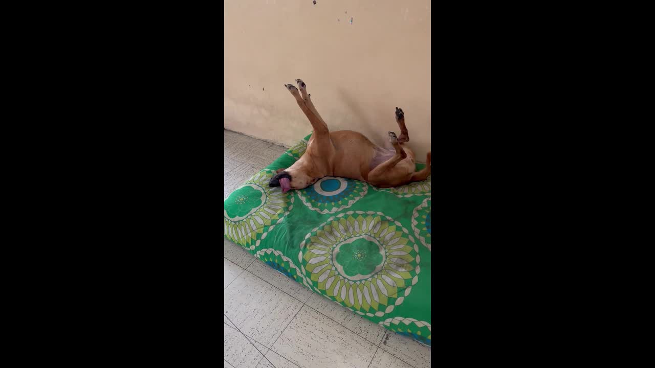 Dog sleeps in a funny position in Valencia, Carabobo, Venezuela