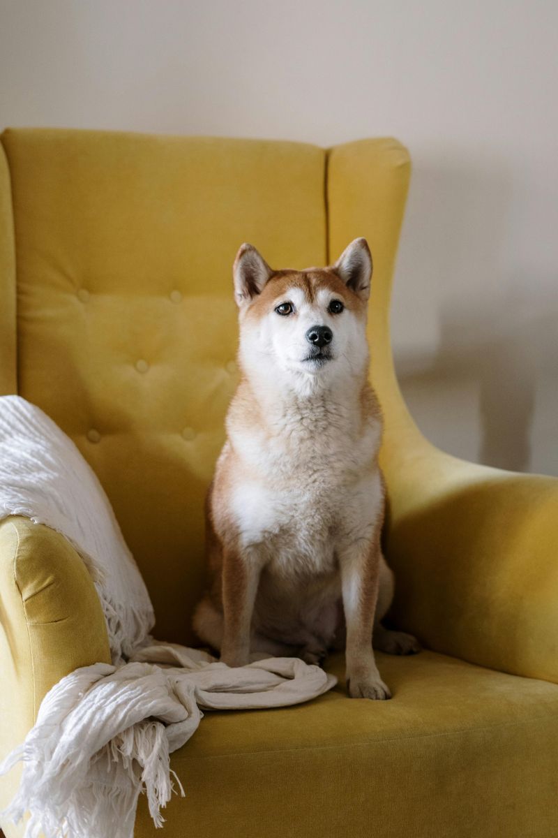 8 Dog Breeds That Act Like Cats And 6 Cat Breeds That Behave Like Dogs