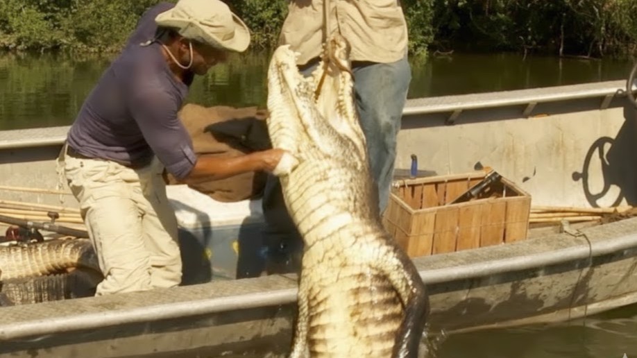 This is what it looks like when a gator nearly rips his hands