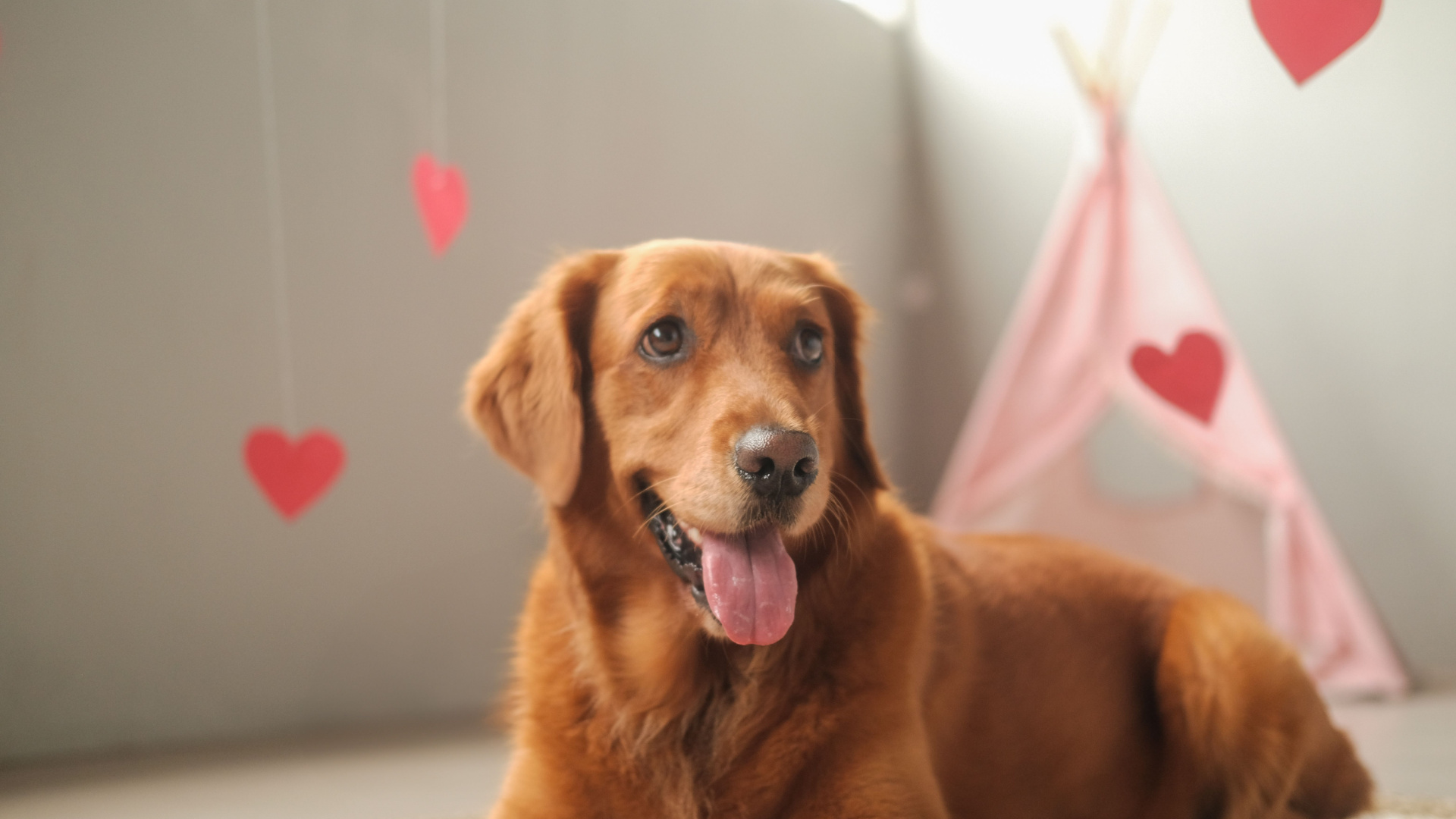 12 Simple Things You Do That Make Your Pet Feel Loved Even If You Think ...