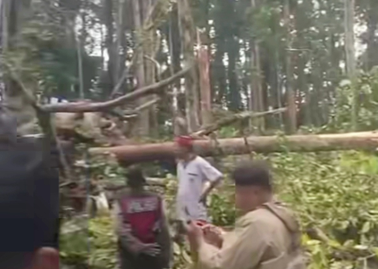 Kronologi Pemandu Wisata Sangeh Tewas Tertimpa Pohon Pala, Amor Ring ...